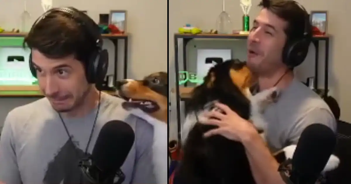 Pro Street Fighter 5 player's adorable dog adorably tries to get all ...