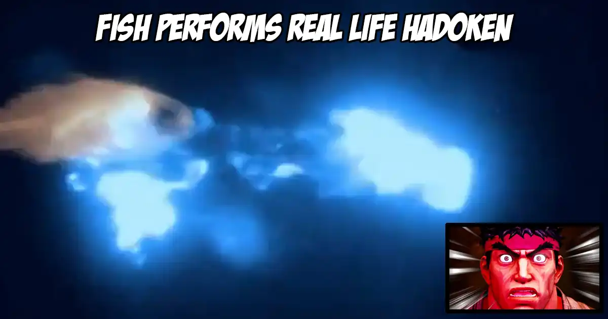 How a fish can perform a real life Hadoken from the Street Fighter series... sort of